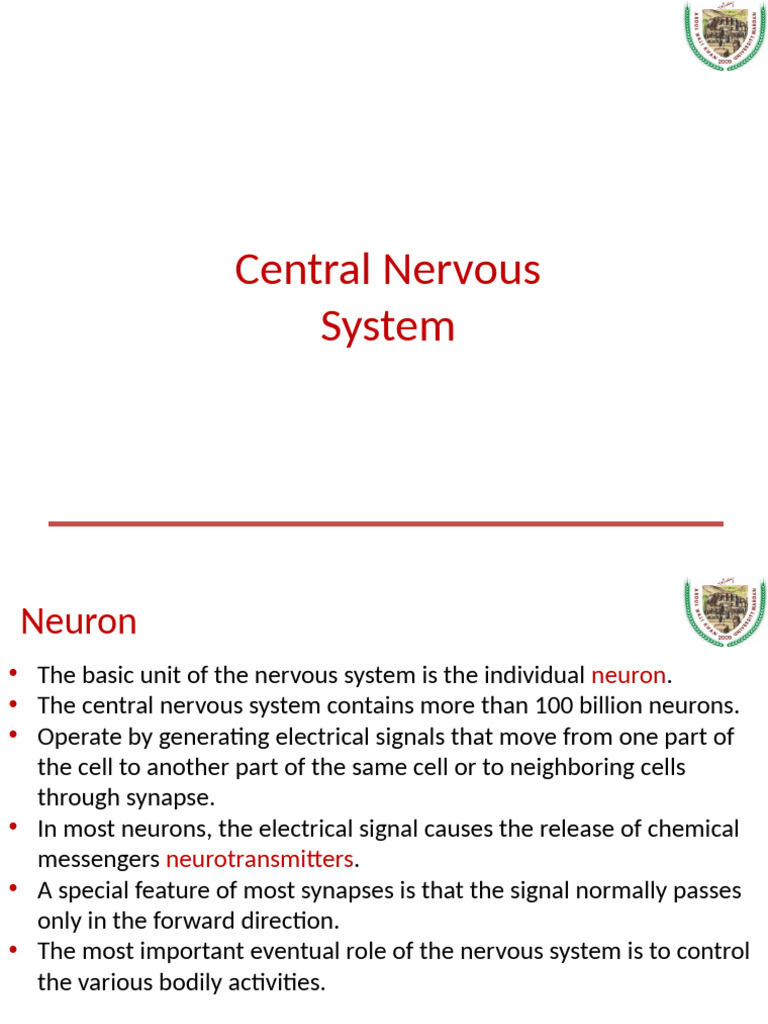 Central Nervous System | PDF | Membrane Potential | Action Potential