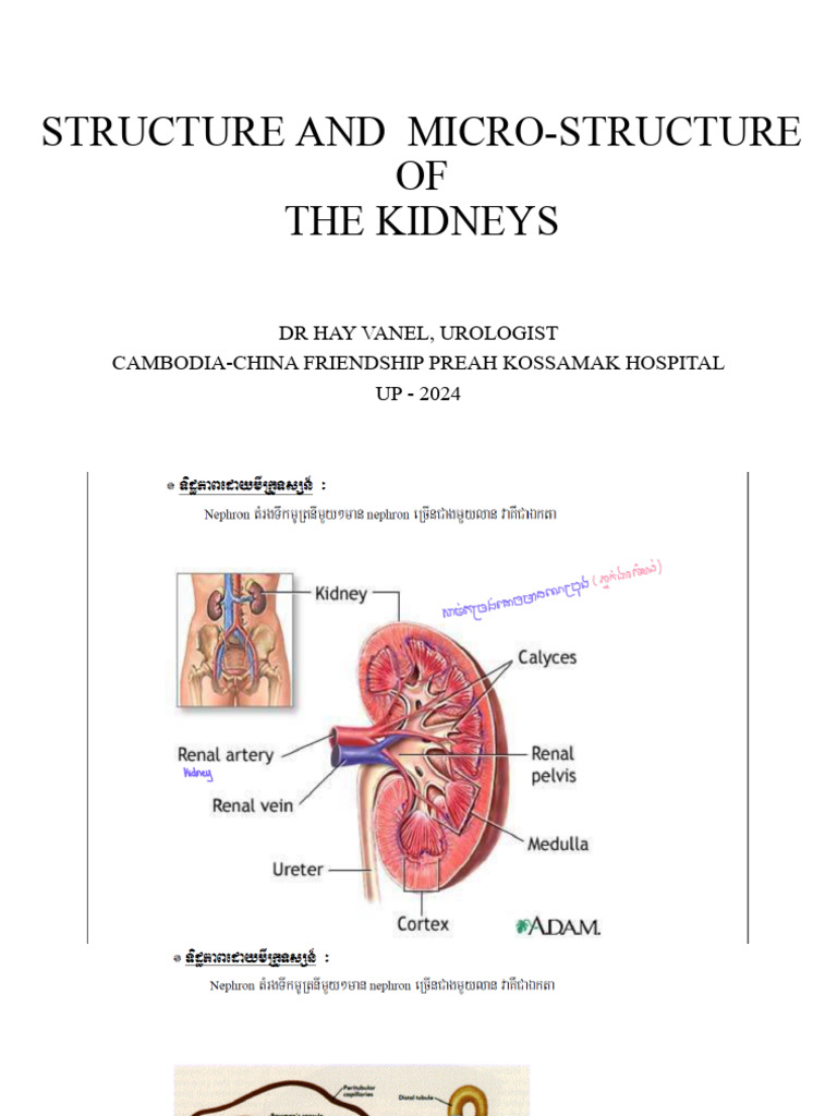2 Structure of The Kidney and Micro Structure of The Kidneys | PDF ...