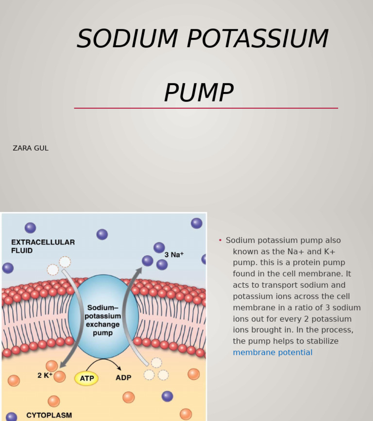 Sodium Potassium Pump Explained | PDF