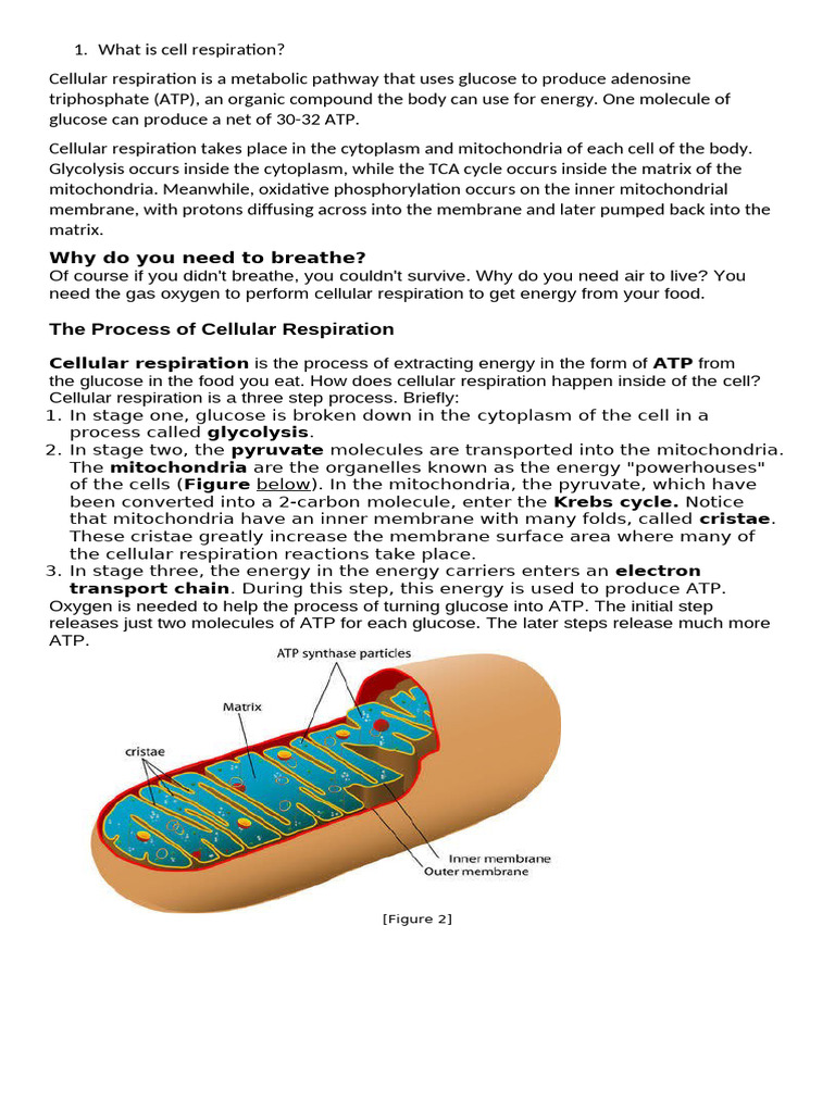What Is Cell Respiration | PDF | Cellular Respiration | Adenosine Triphosphate