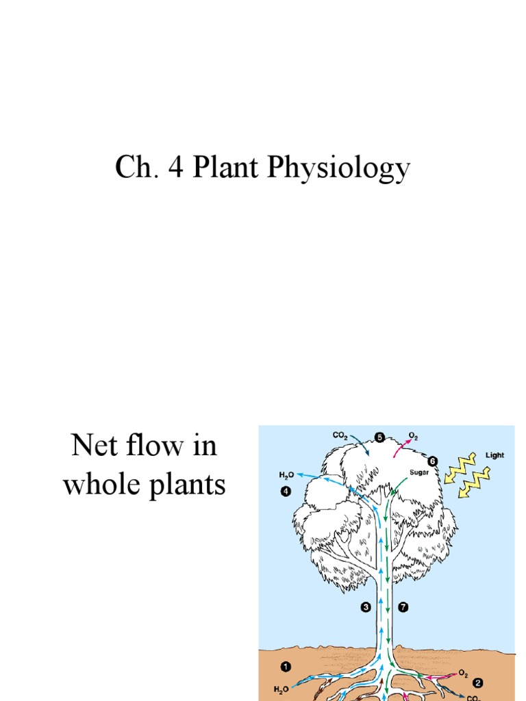 4. Plant Physiology - I.ppt | Osmosis | Root