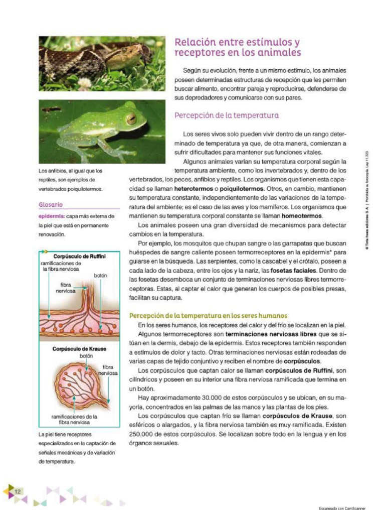 2B Sentidos TF | PDF