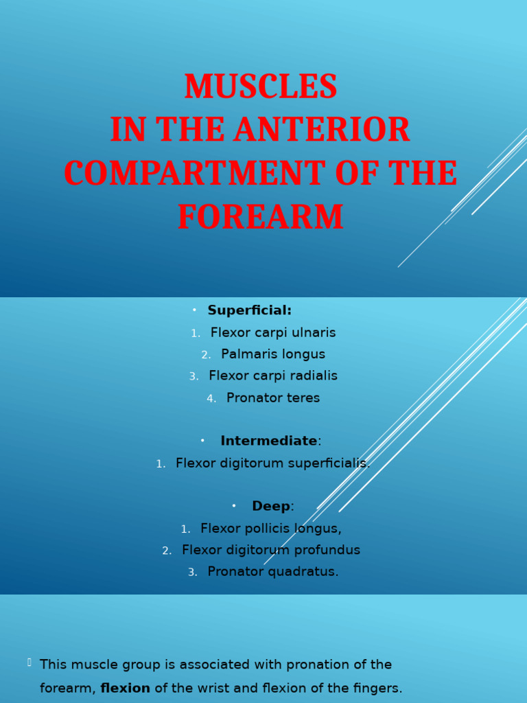 Muscles in The Anterior Compartment of The Forearm-1 | PDF | Human ...