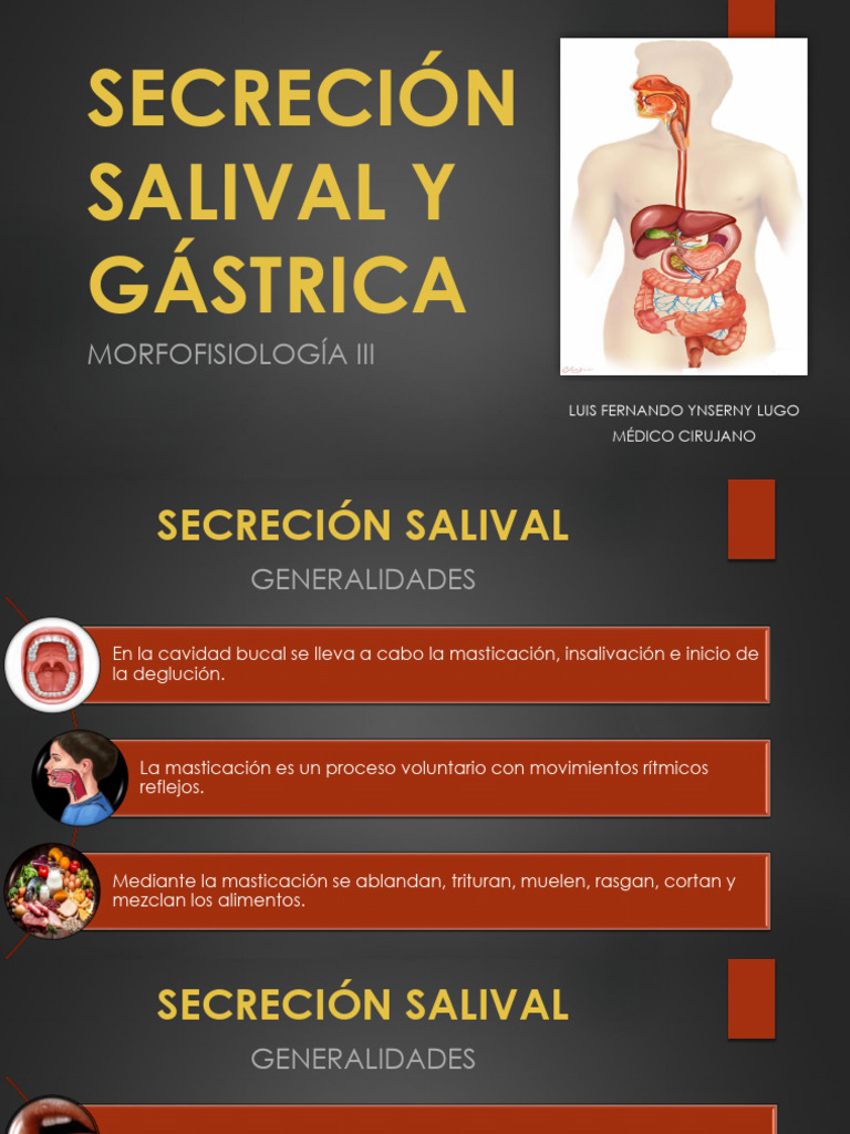 Secreción Salival y Gástrica: Funciones y Regulación | PDF | Estómago ...