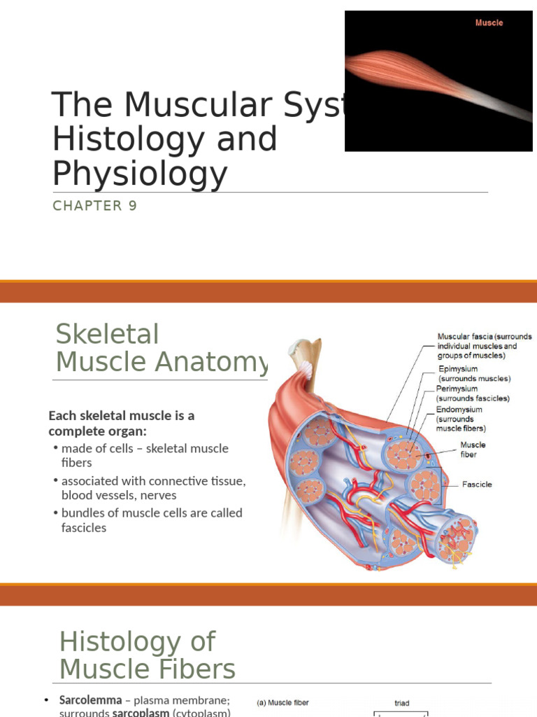 BIO161 MuscleTissue2 | PDF | Muscle Contraction | Skeletal Muscle