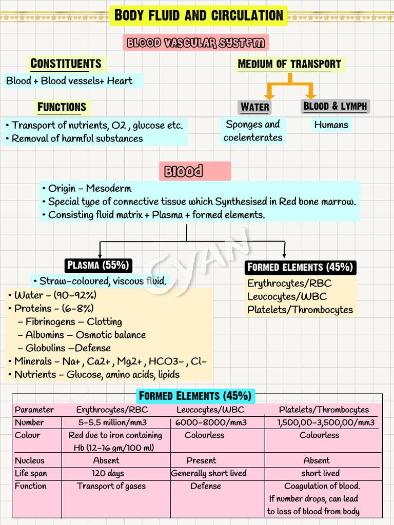 Body Fluids and Circulation Cyan Notes - 250106 - 220916 | PDF | Heart ...