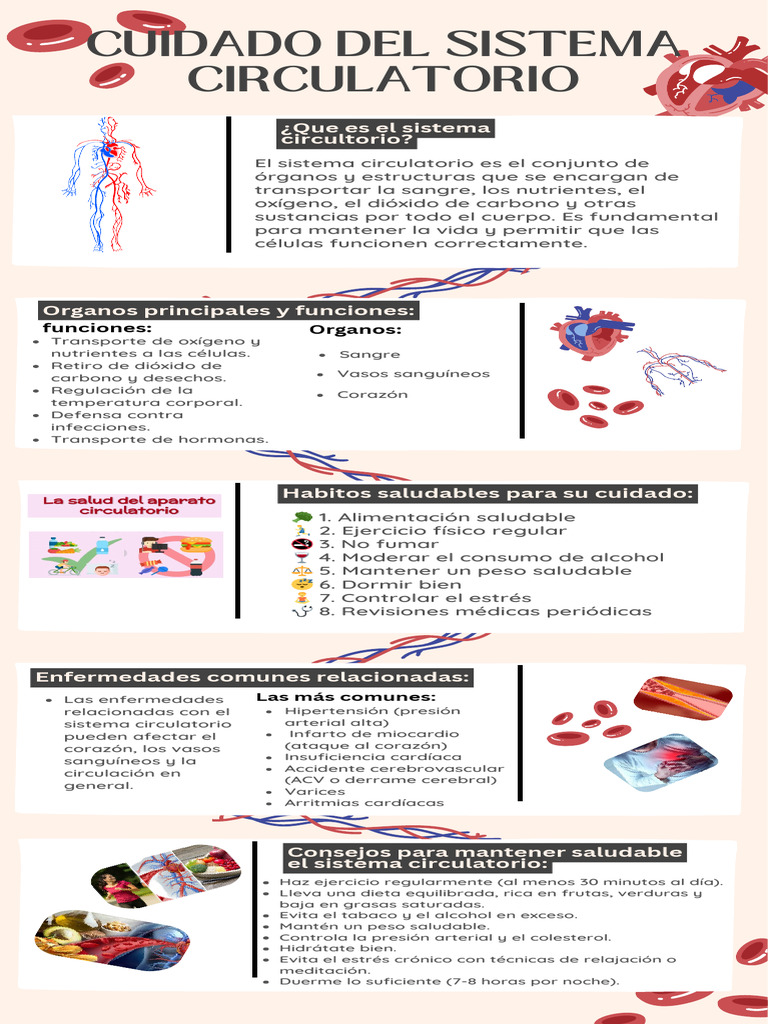 Infografía Del Sistema Circulatorio Ilustrado Rosa y Negro | PDF ...