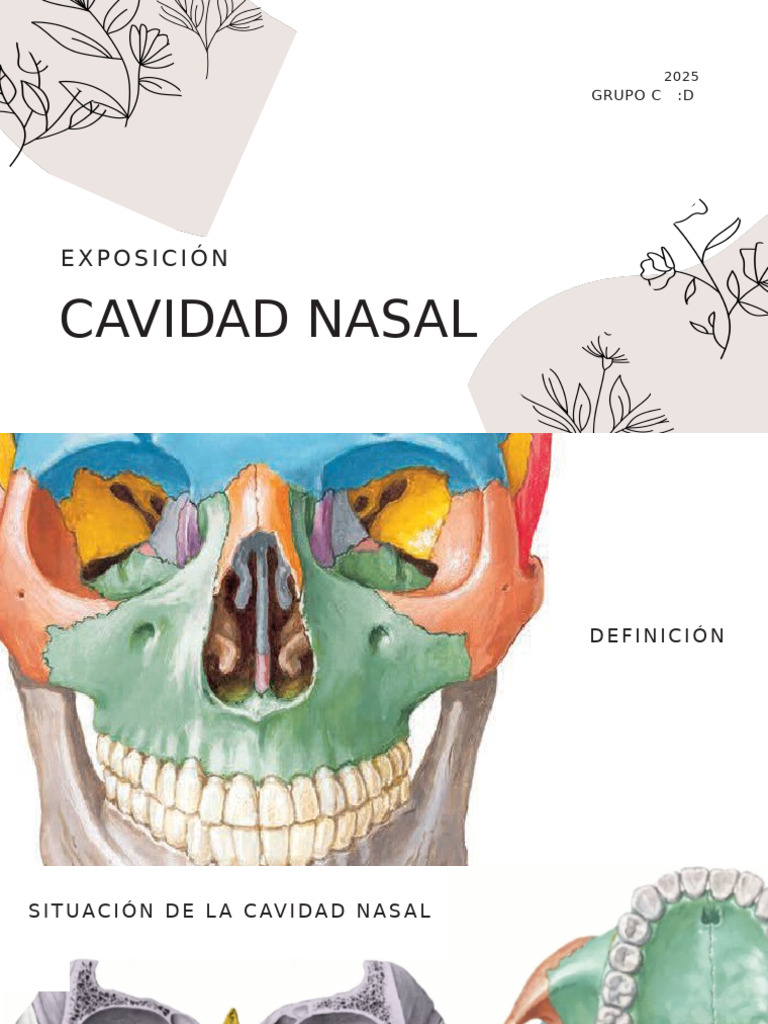 TEMA 5 Parte 7 CABEZA Y CUELLO Cavidad Nasal | PDF