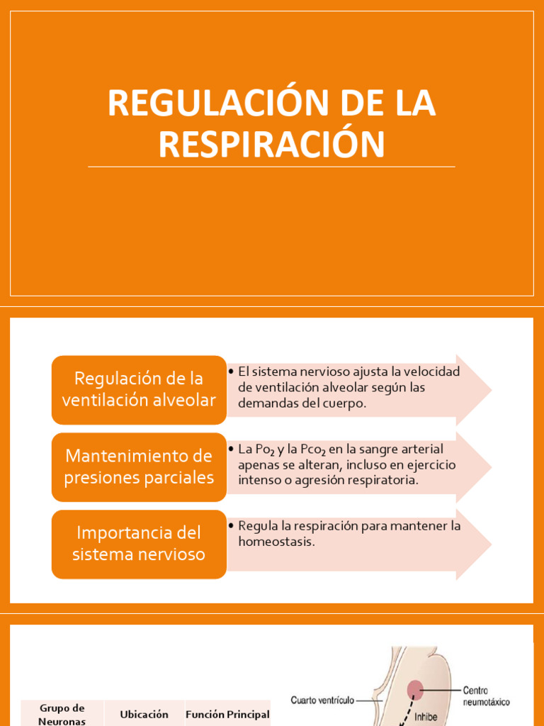 Regulación del Control Respiratorio | PDF | Sistema respiratorio | Apnea