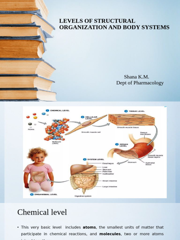 Structural Organization in Body Systems | PDF | Human Body | Muscle