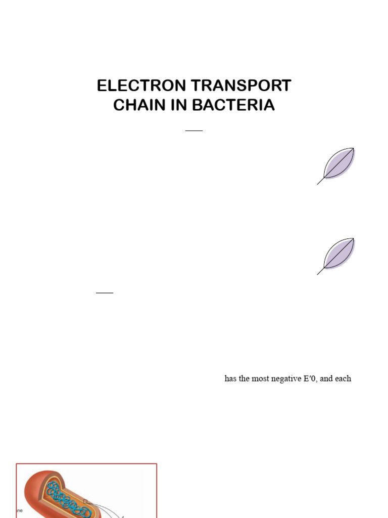 Bacterial Electron Transport Chain Explained | PDF | Electron Transport ...