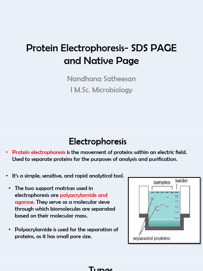 Protein Electrophoresis: SDS vs. Native PAGE | PDF | Gel ...