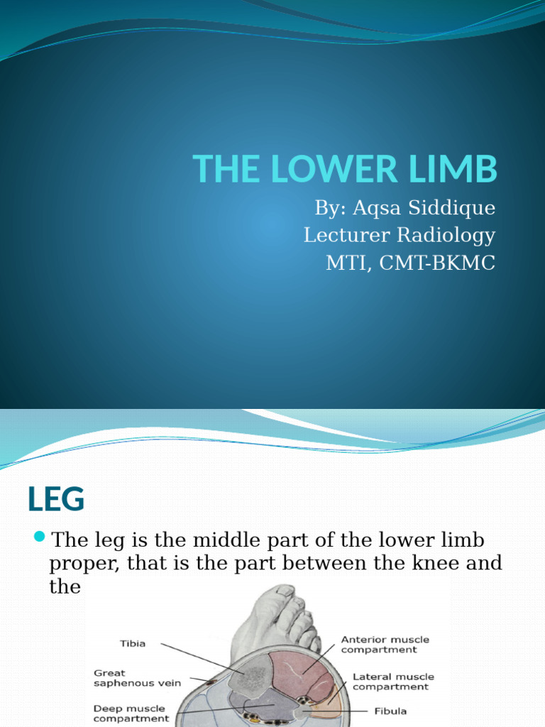Anatomy of the Lower Limb Leg Compartments | PDF | Human Leg | Ankle