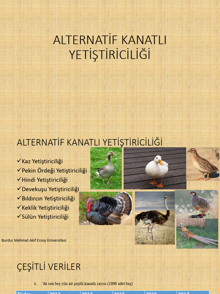 Alternatif Kanatli Yetistiriciligi | PDF