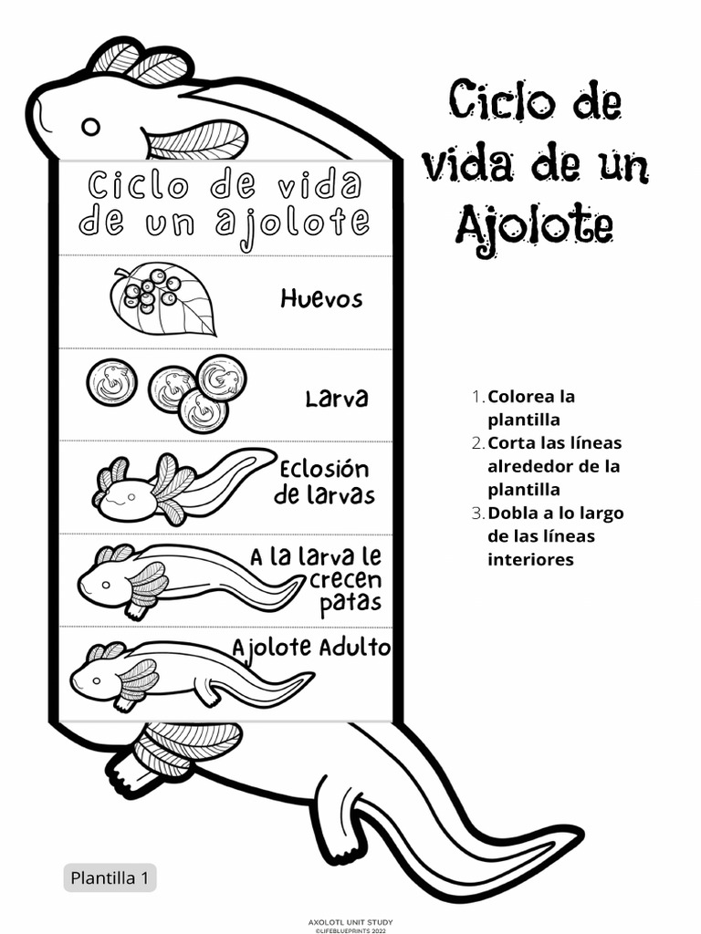 Ciclo de Vida Ajolote | PDF