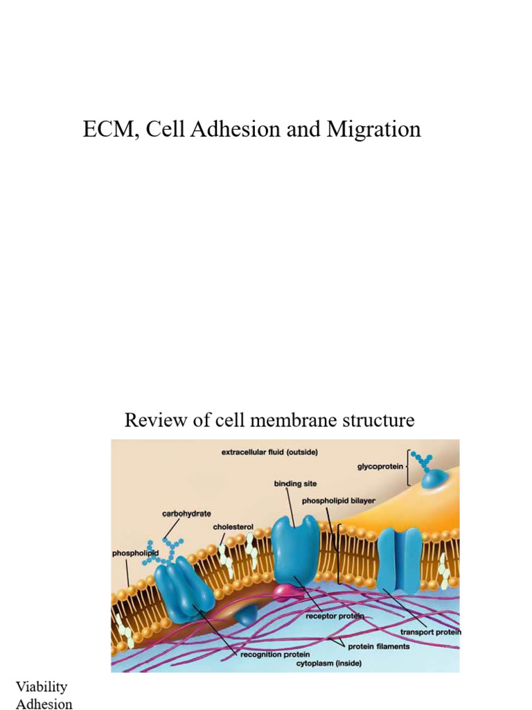 ECM Role in Cell Adhesion and Migration | PDF | Extracellular Matrix ...