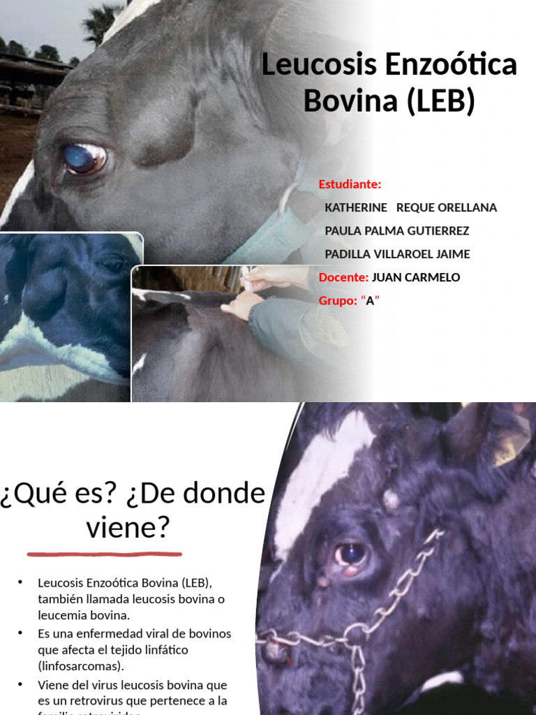 Leucosis Enzoótica Bovina: Guía Completa | PDF | Virus | Vacas