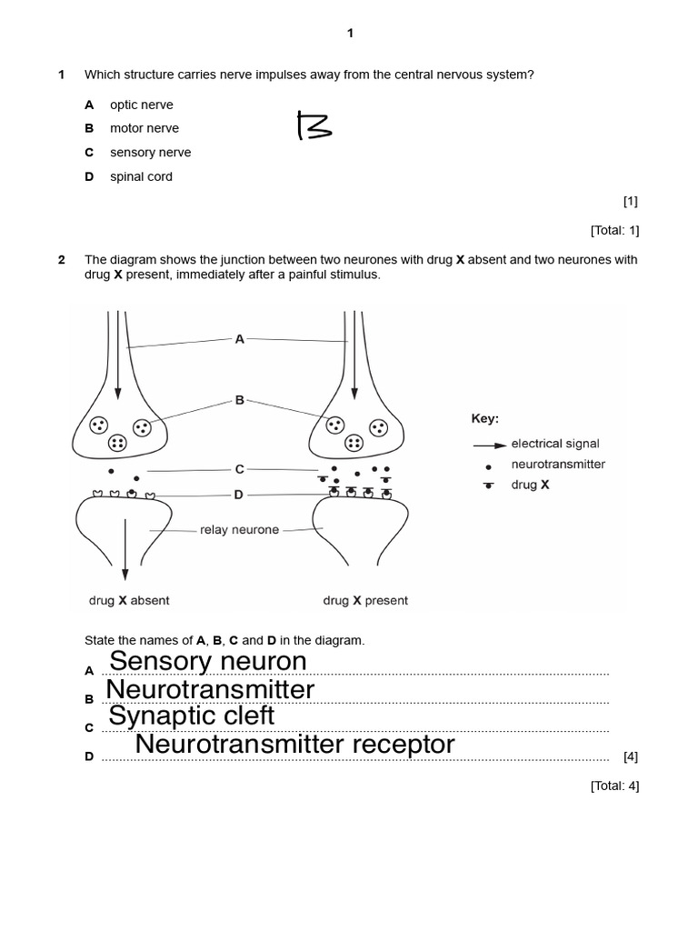 QP Nervous Control in Humans Worksheet | PDF | Neuron | Nervous System