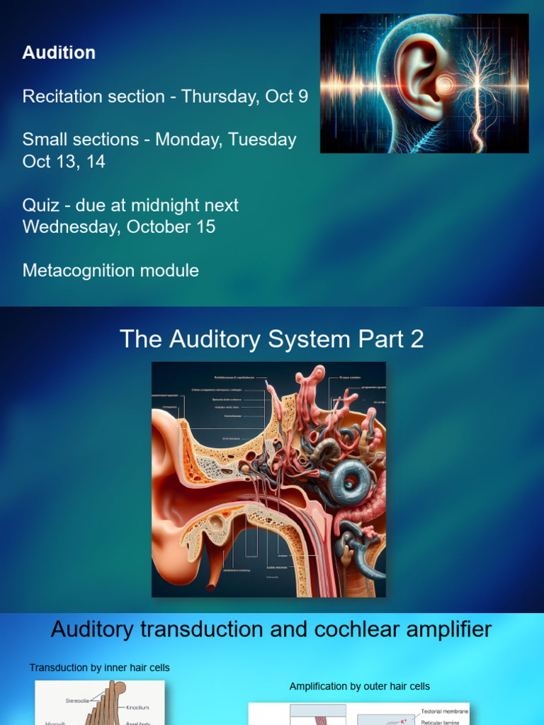 Auditory System: Sound Localization & Coding | PDF | Auditory System ...