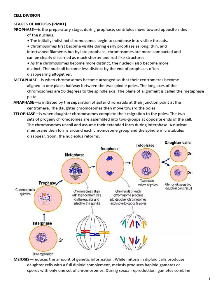 Cell Division - Mitosis and Meiosis | PDF | Meiosis | Mitosis