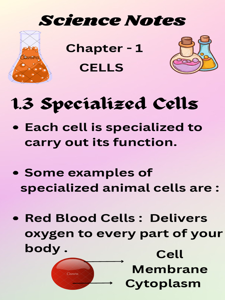 Examples of Specialized Animal Cells | PDF