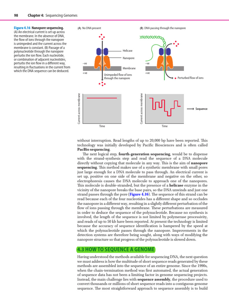 CH4G T How To Sequence A Genome, GENOME SEQUENCING Genomes 4 (T.a ...