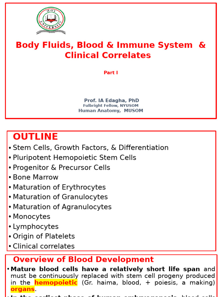 Blood Development and Immune System Insights | PDF | Haematopoiesis ...