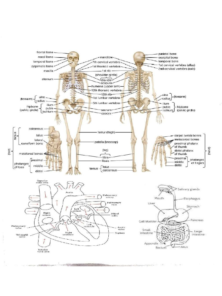 Skeletal + Heart | PDF