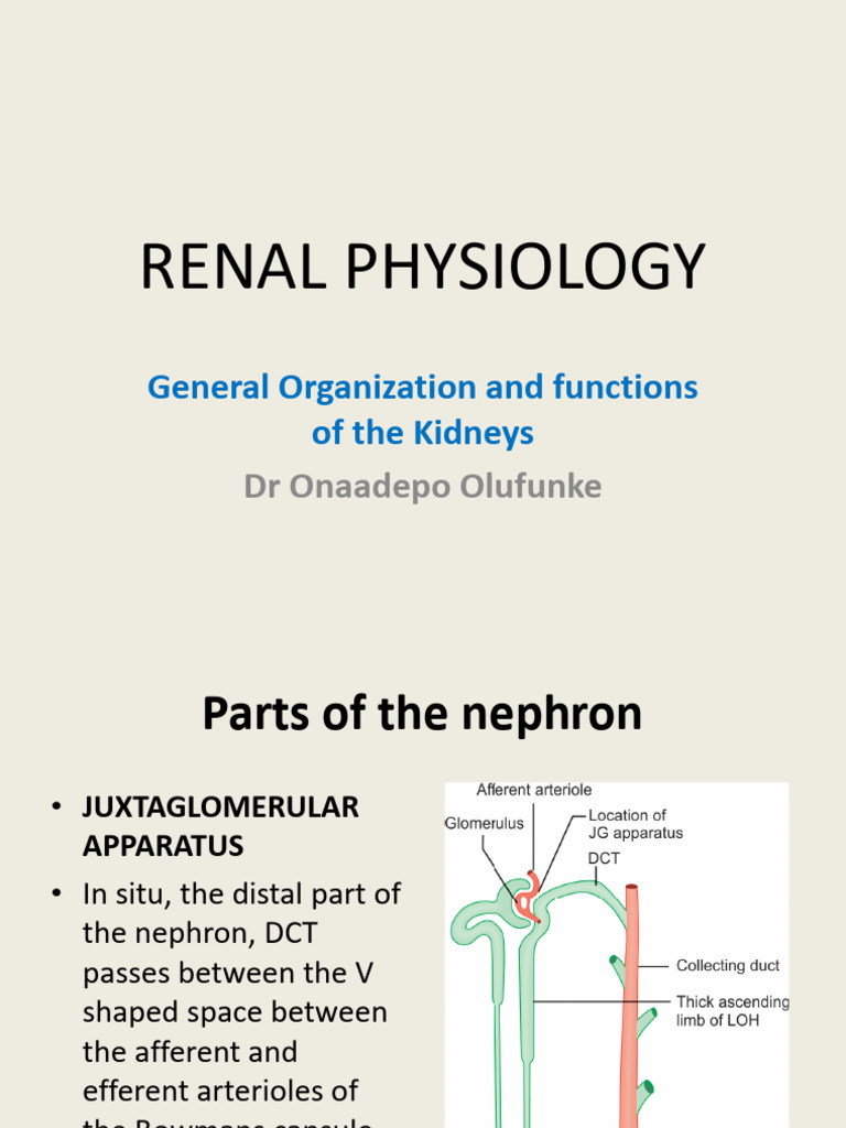 Understanding Renal Physiology and Blood Flow | PDF | Organ (Anatomy ...
