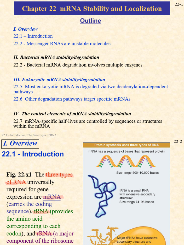 mRNA Stability and Degradation Mechanisms | PDF | Messenger Rna | Rna