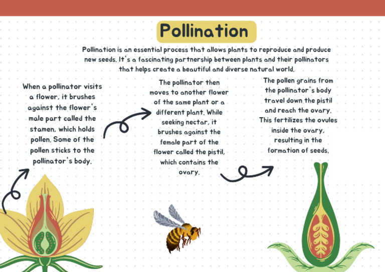 Pollination and Fertilization Science Educational Poster in Yellow Red ...