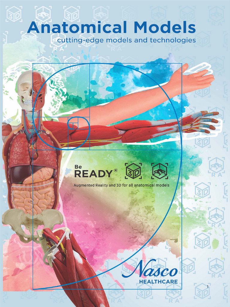 Human Anatomy Models Overview | PDF | Human Leg | Human Body