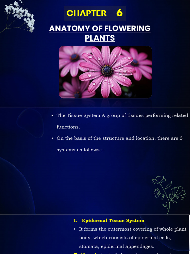+1 Biology Chapter 6 Anatomy of Flowering Plants | PDF | Leaf | Plant Stem