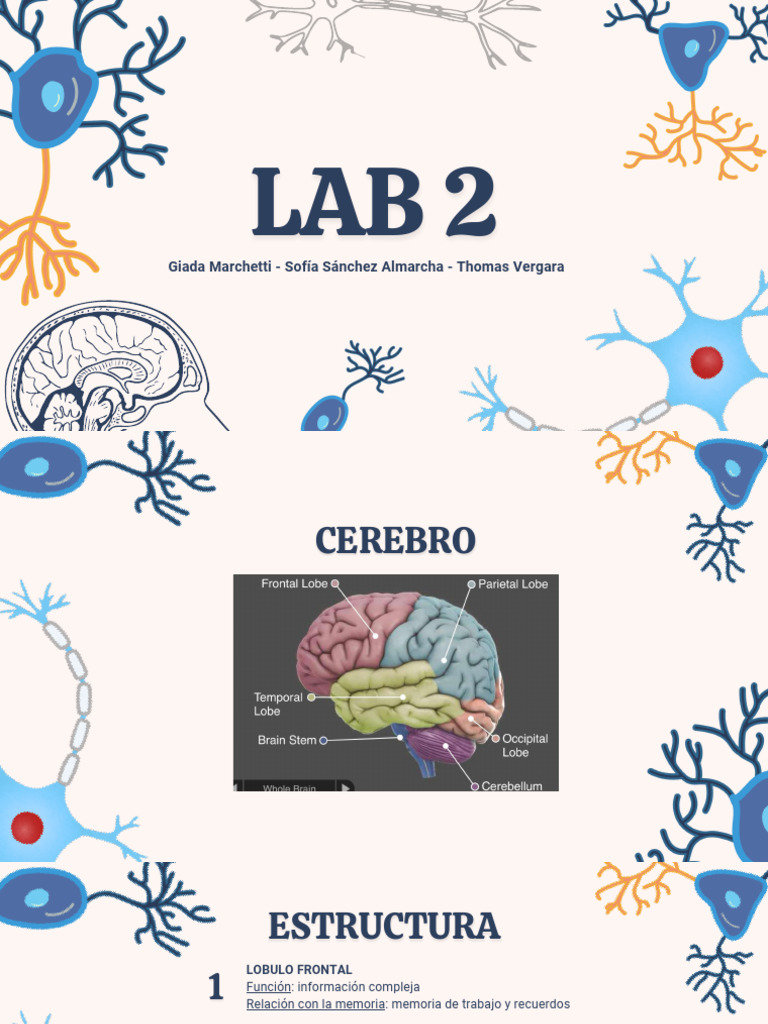 Blue Playful Human Neuron Group Project Presentation | PDF