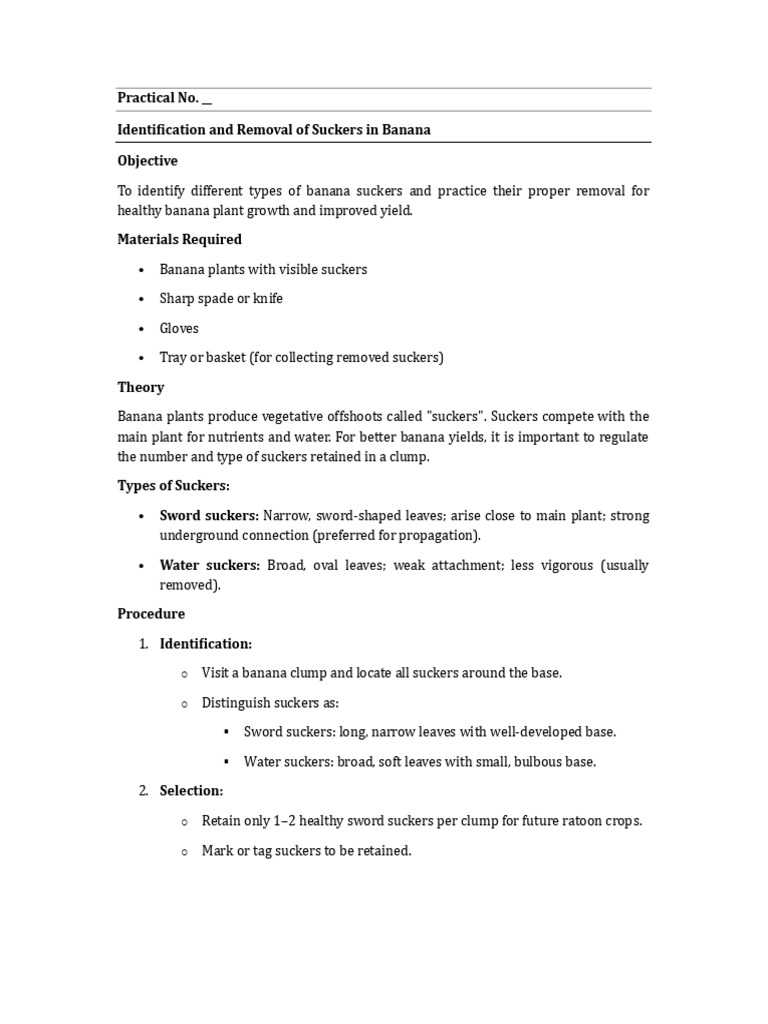 Identify and Remove Banana Suckers | PDF | Banana | Plants