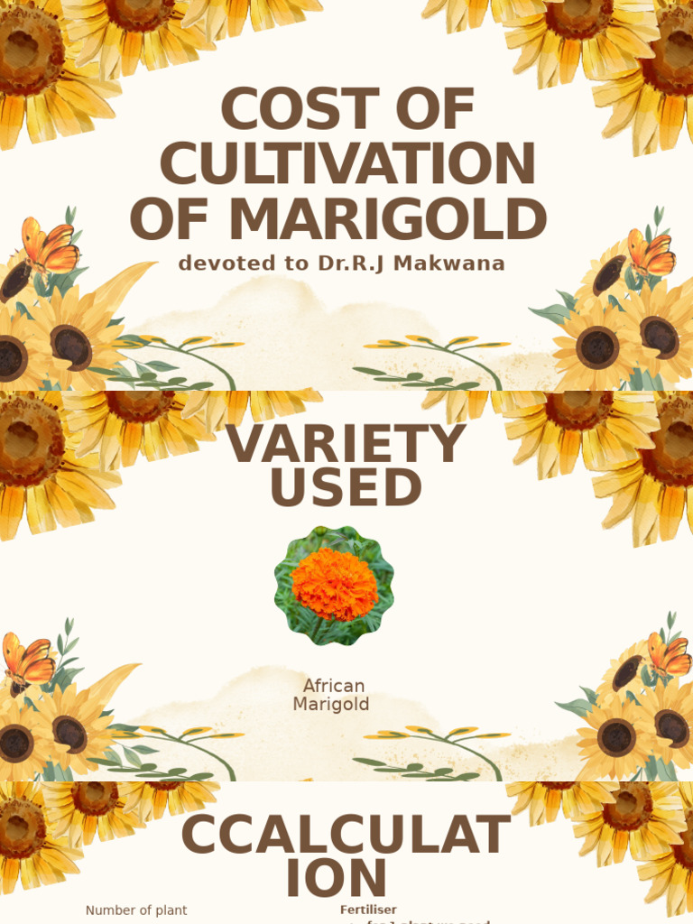Cost of Cultivation of Marigold | PDF | Fertilizer | Botany