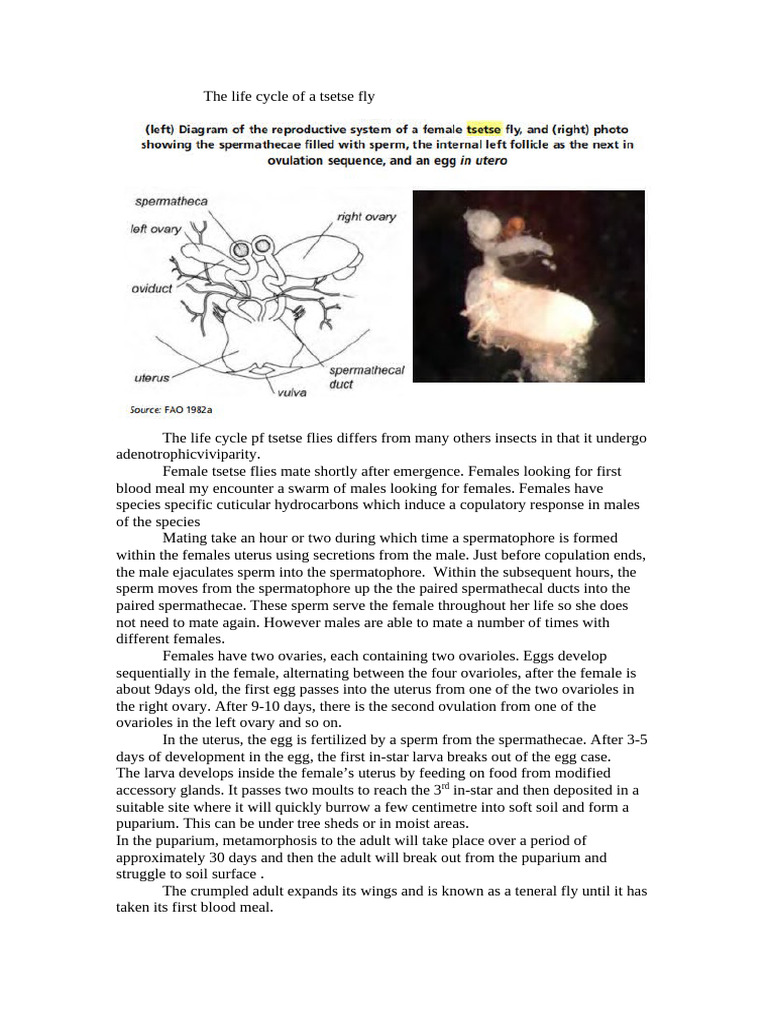 Tsetse Fly Life Cycle Explained | PDF