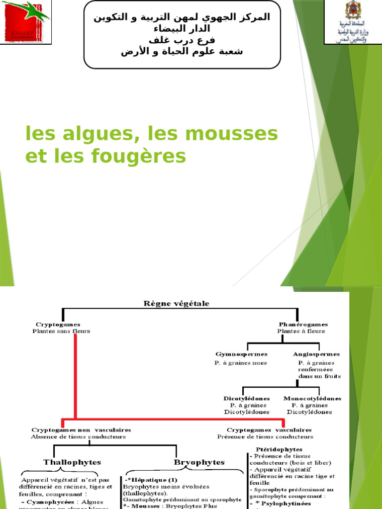 Algues, Mousses et Fougères : Reproduction et Caractéristiques | PDF ...