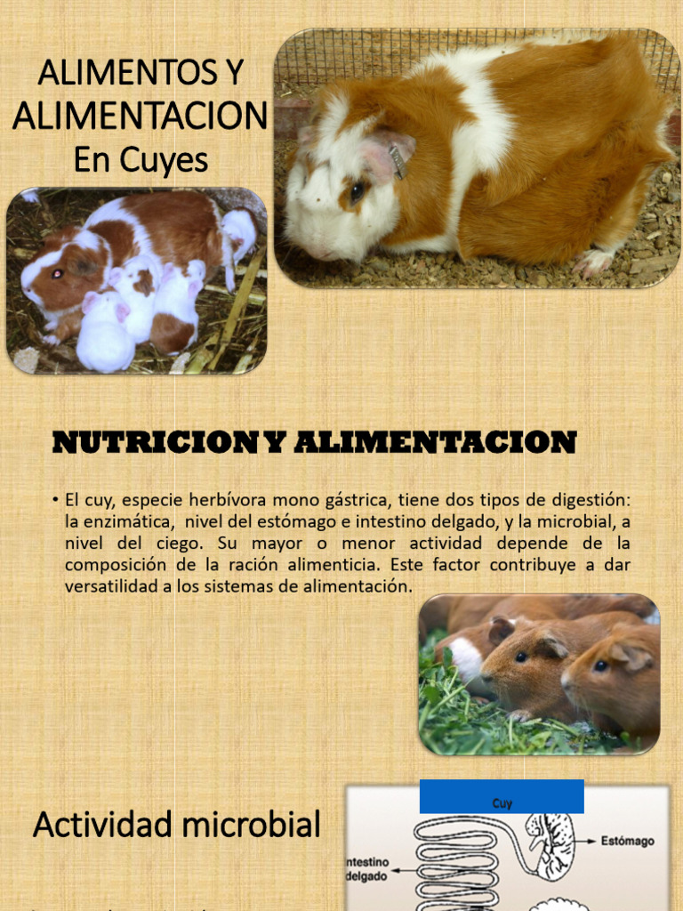 Nutrición y Alimentación de Cuyes | PDF | Alimentos | Digestión