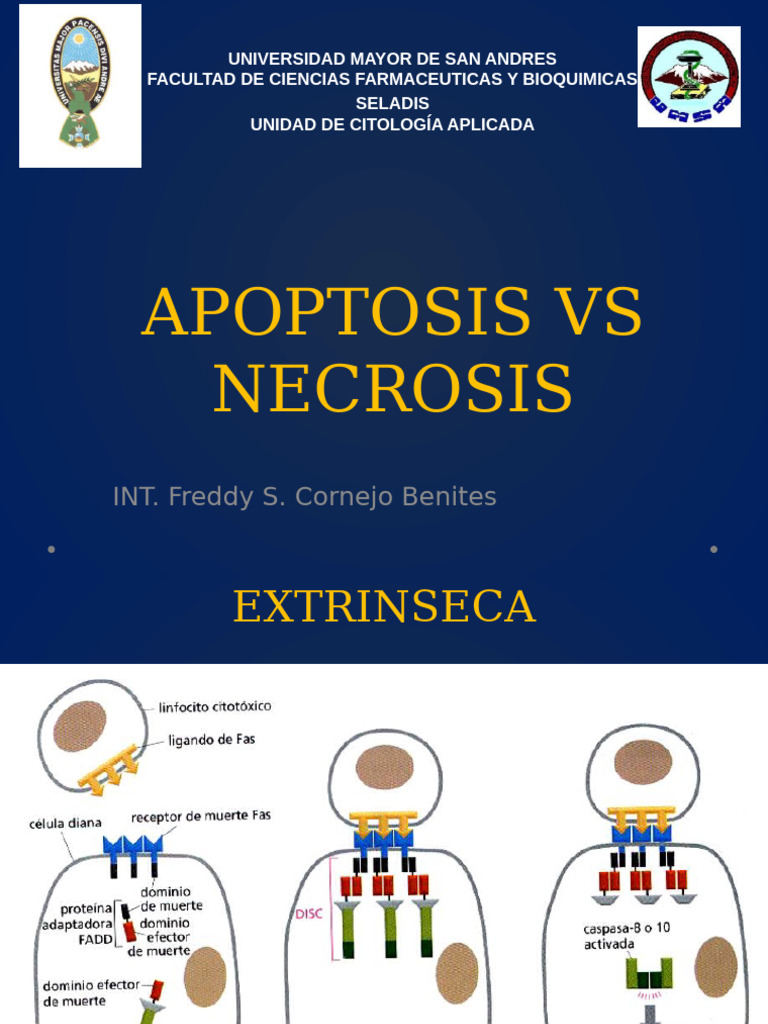 Apoptosis VS Necrosis | PDF