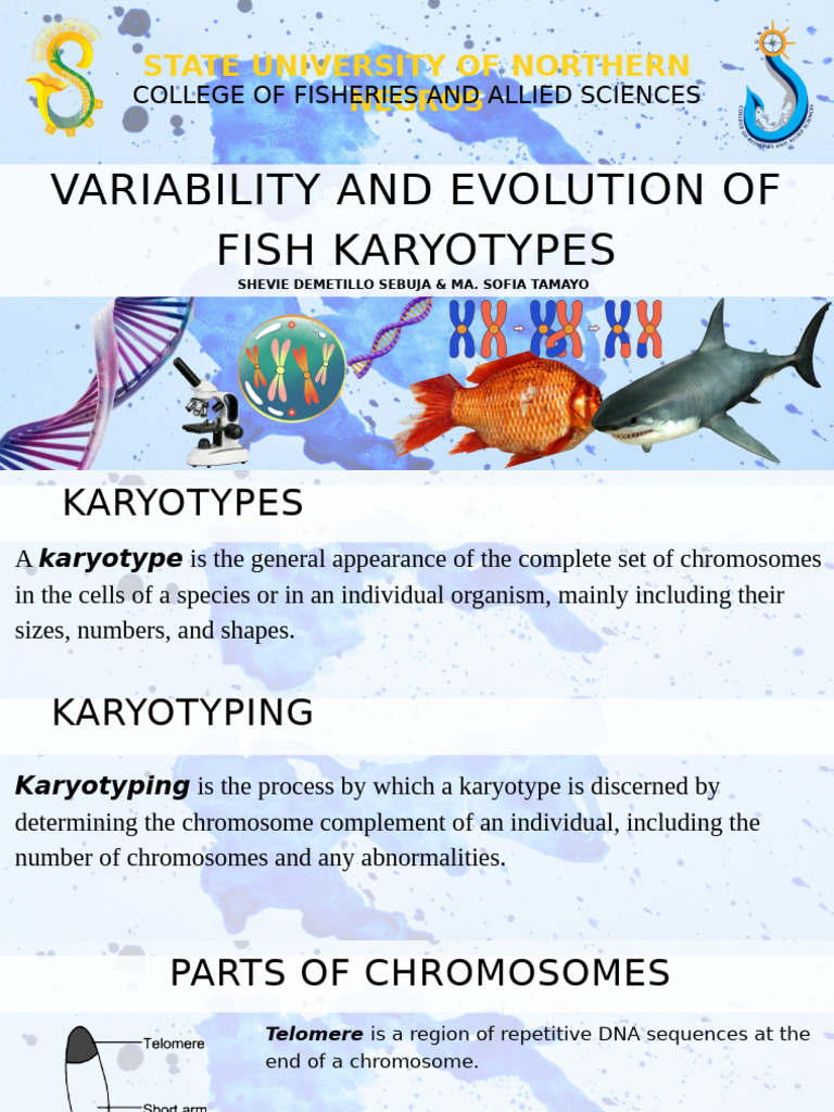 Group 1 Fish Genetics & Breeding | PDF | Karyotype | Chromosome
