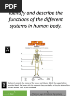 Body Systems Matching Worksheet | PDF | Human Body | Animal Anatomy