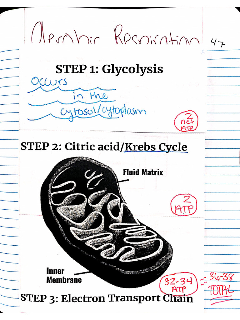 Notes: Aerobic Respiration | PDF