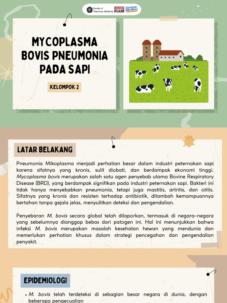 Pneumonia Mycoplasma Bovis pada Sapi | PDF