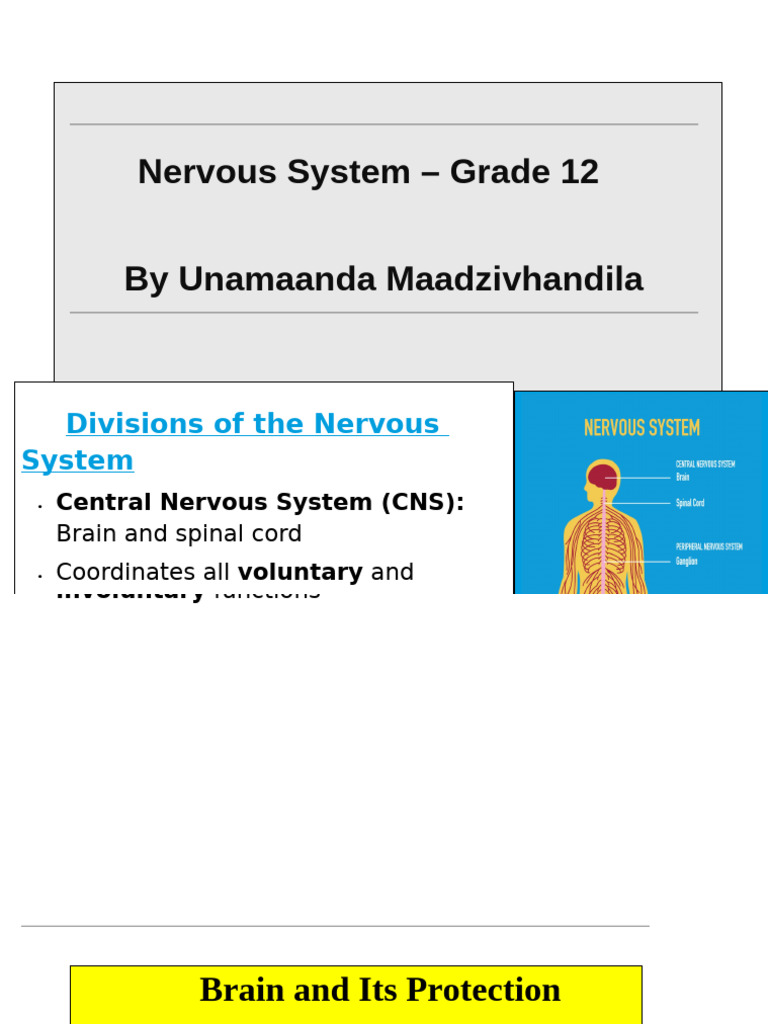 Nervous System SLIDE | PDF