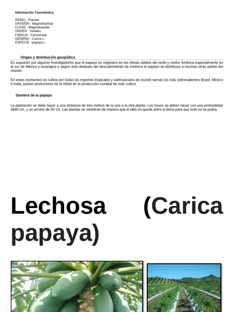 Lechosa | PDF