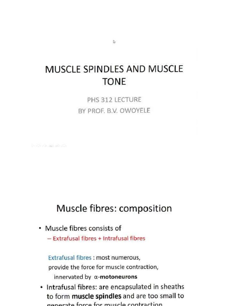 5.muscle Spindle and Muscle Tone | PDF
