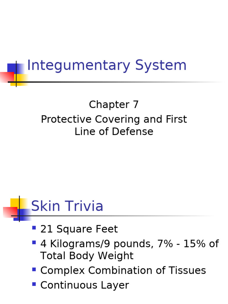 Integumentary System2 | PDF | Skin | Integumentary System