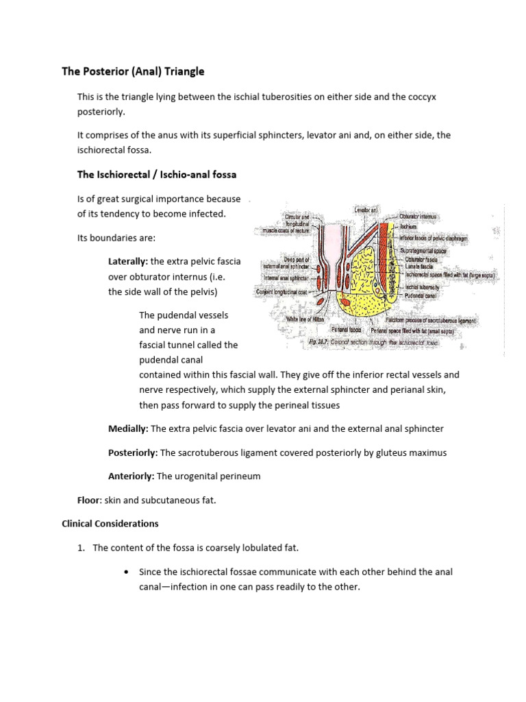 The Perineum - 2 Anal Triangle | PDF | Pelvis | Musculoskeletal System