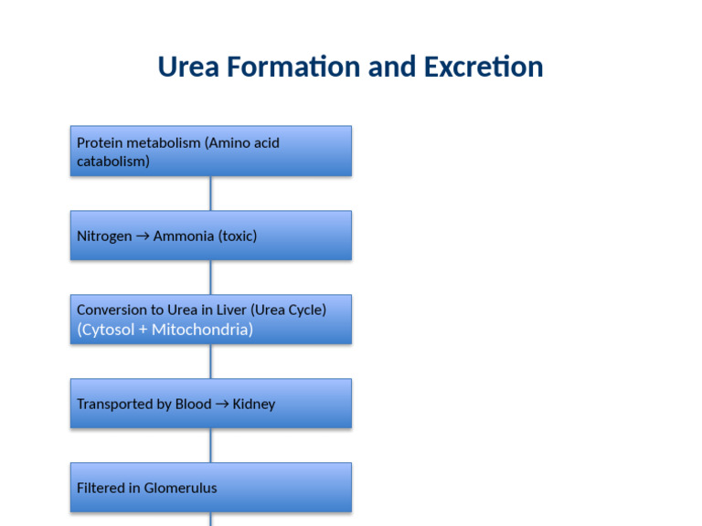 Urea Formation Excretion | PDF